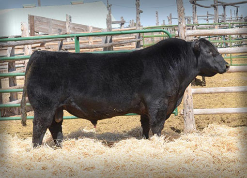 Yardley Cattle Company | Breeders of High-Quality Cattle