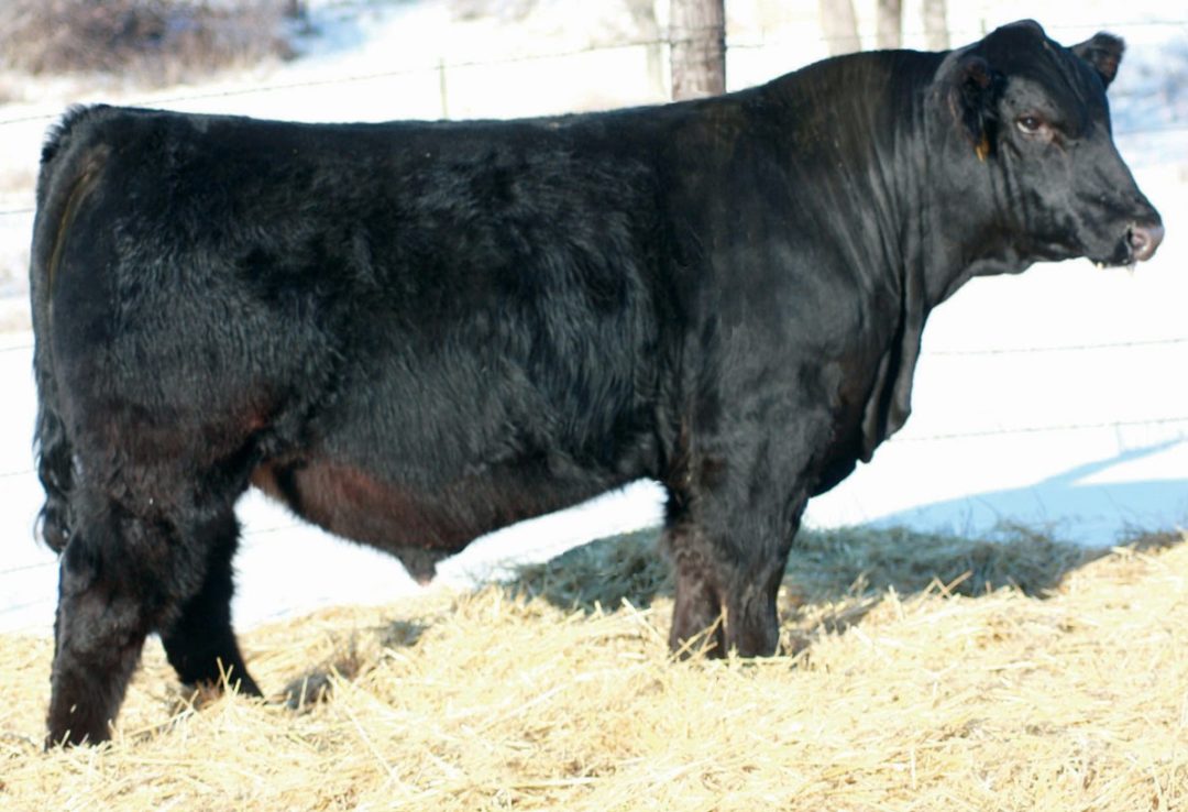 Simmental Sires | Yardley Cattle Company
