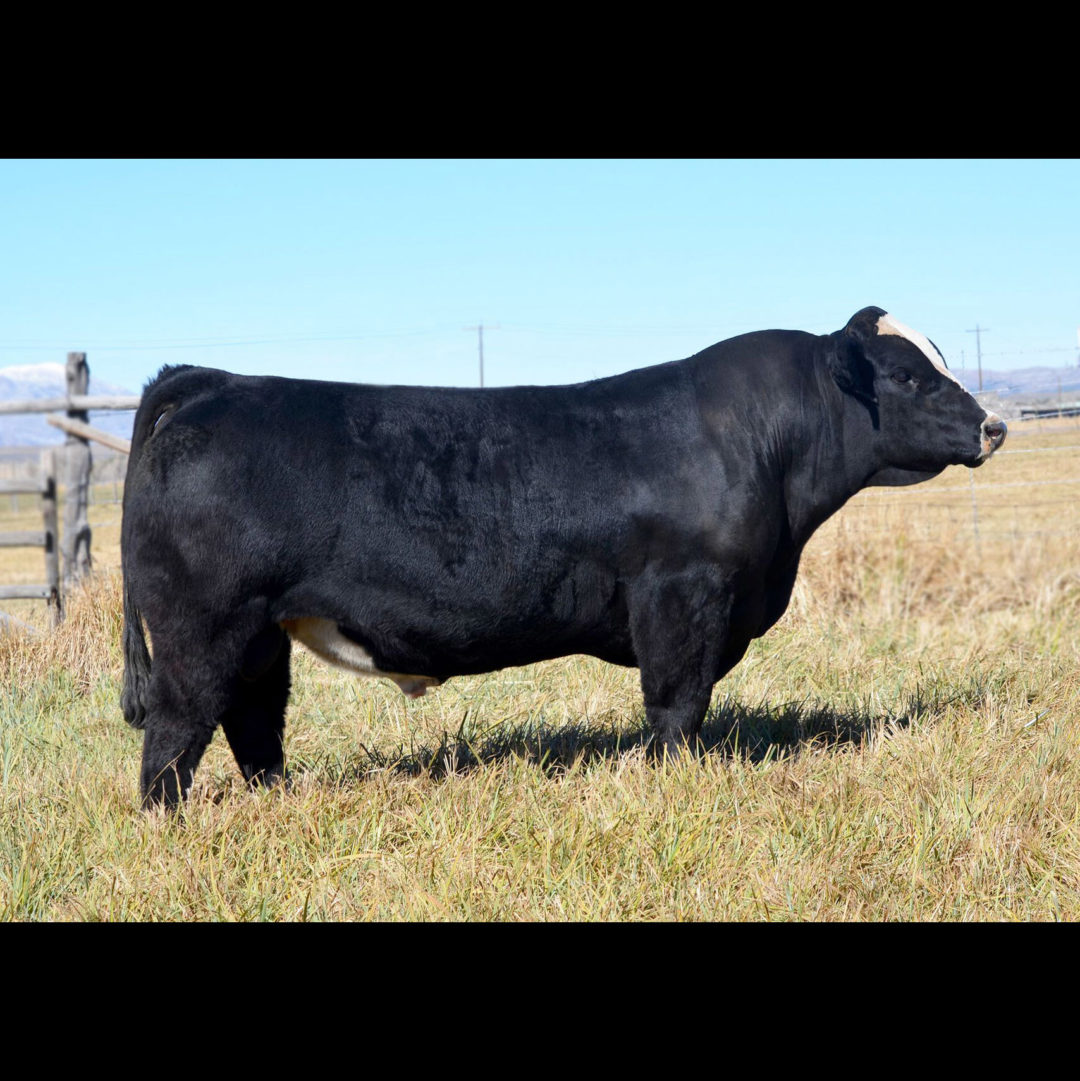 Simmental Sires | Yardley Cattle Company