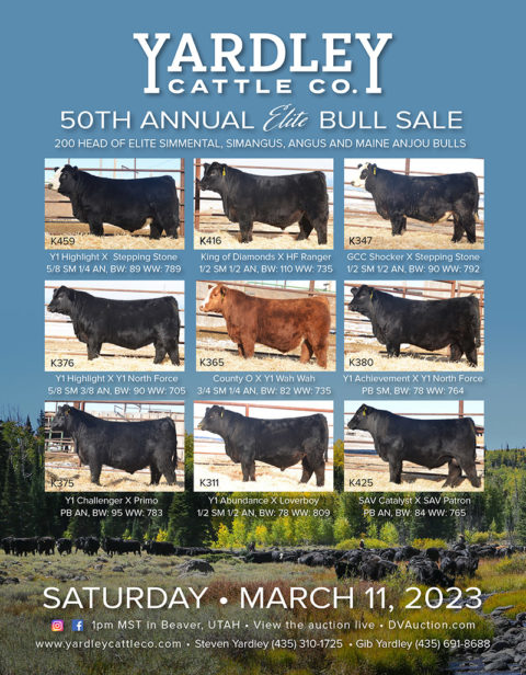 Yardley Cattle Company | Breeders of High-Quality Cattle