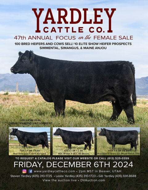 Yardley Cattle Company | Breeders of High-Quality Cattle