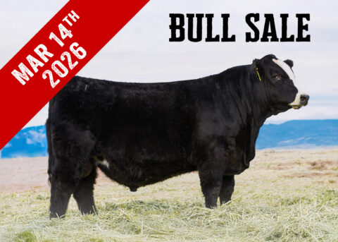 Yardley Cattle Company | Breeders of High-Quality Cattle